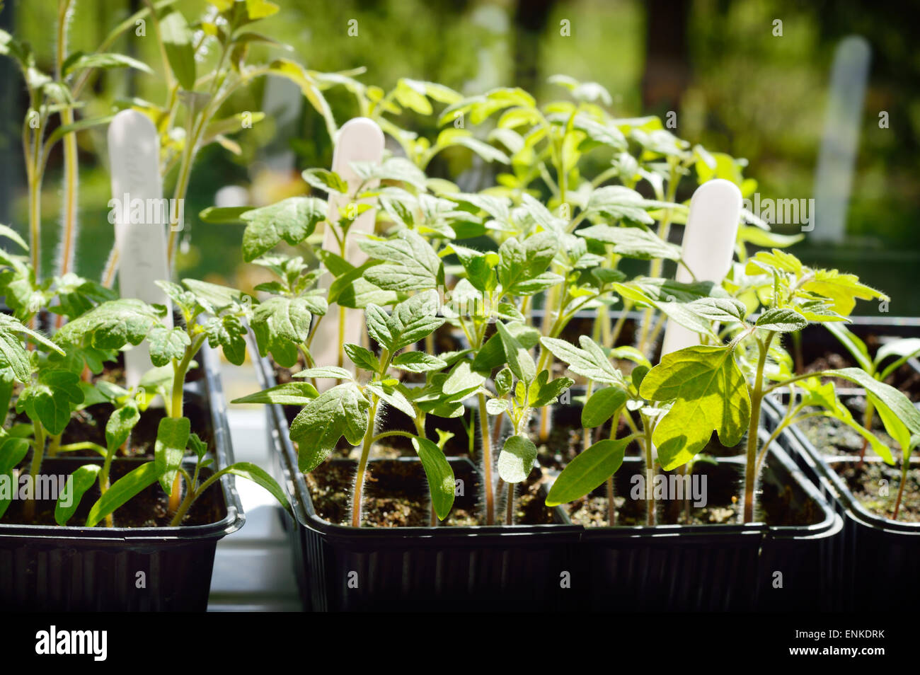 Few Tomato seedlings, organic gardening. Selective focus Stock Photo ...