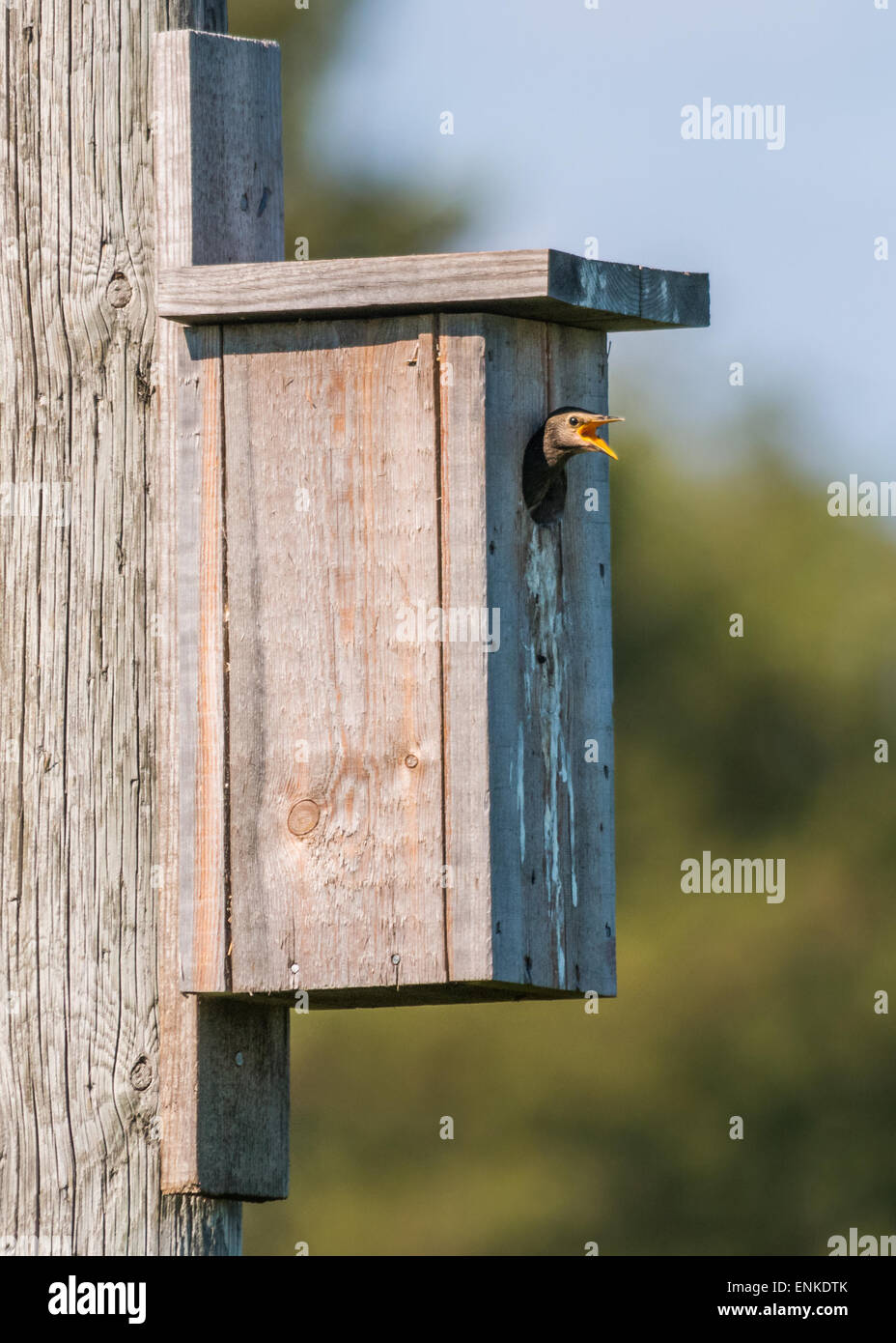 Begging box hi-res stock photography and images - Alamy