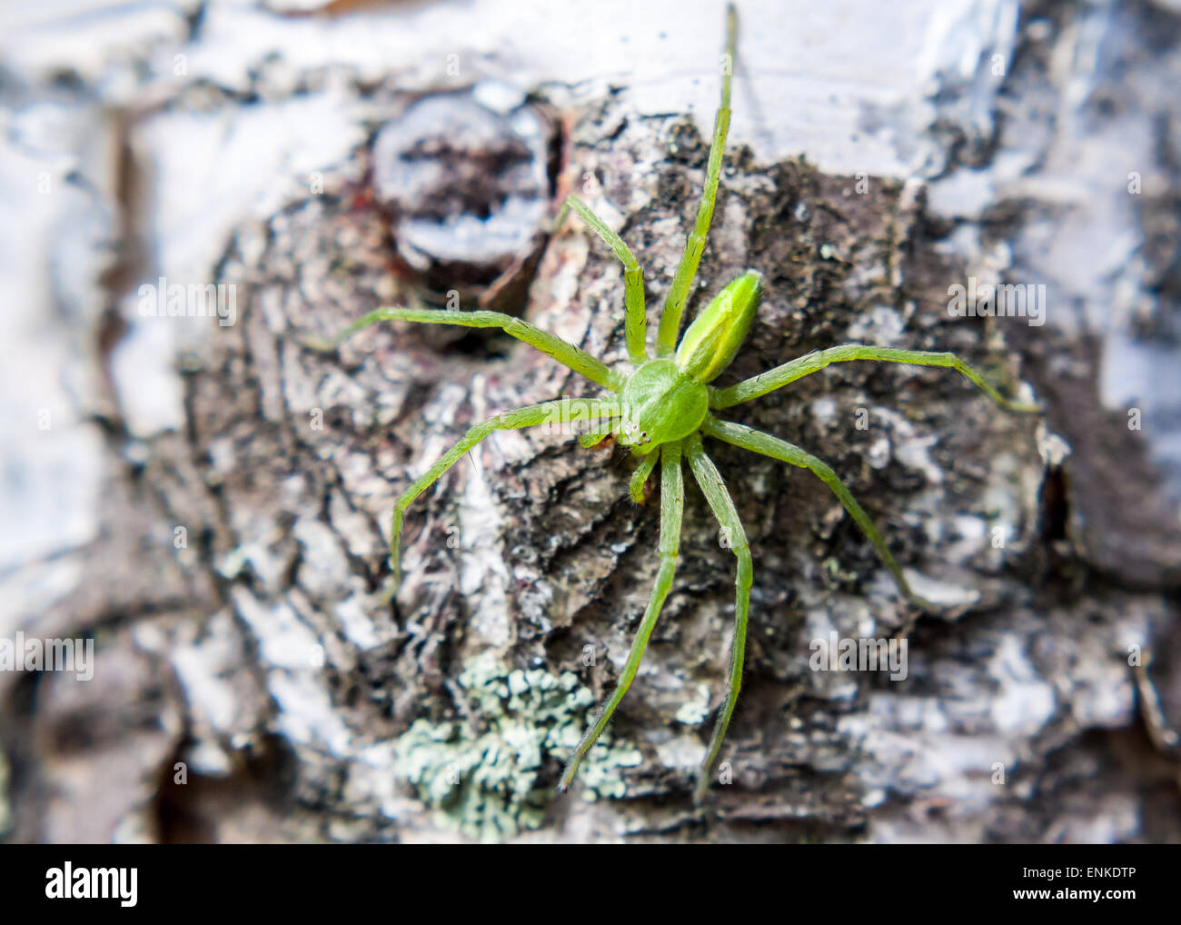Green huntsman spider (Micrommata virescens Stock Photo - Alamy