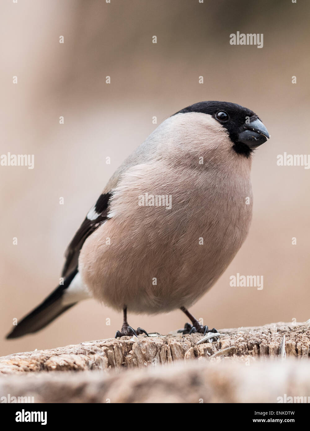 Female Eurasian bullfinch (Pyrrhula pyrrhula Stock Photo - Alamy