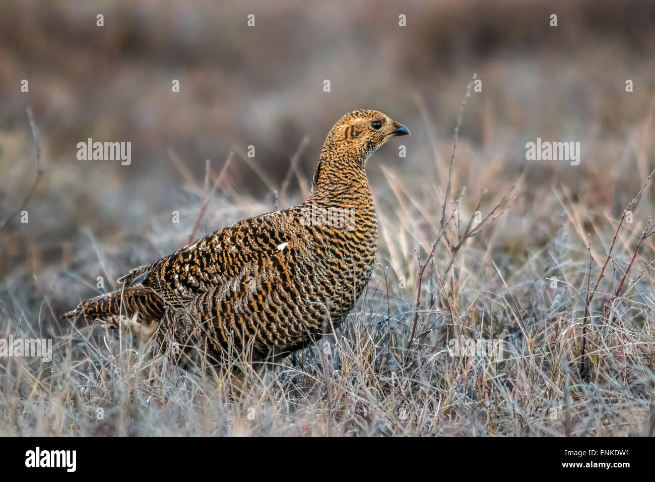Female black grouse (Tetrao tetrix Stock Photo - Alamy