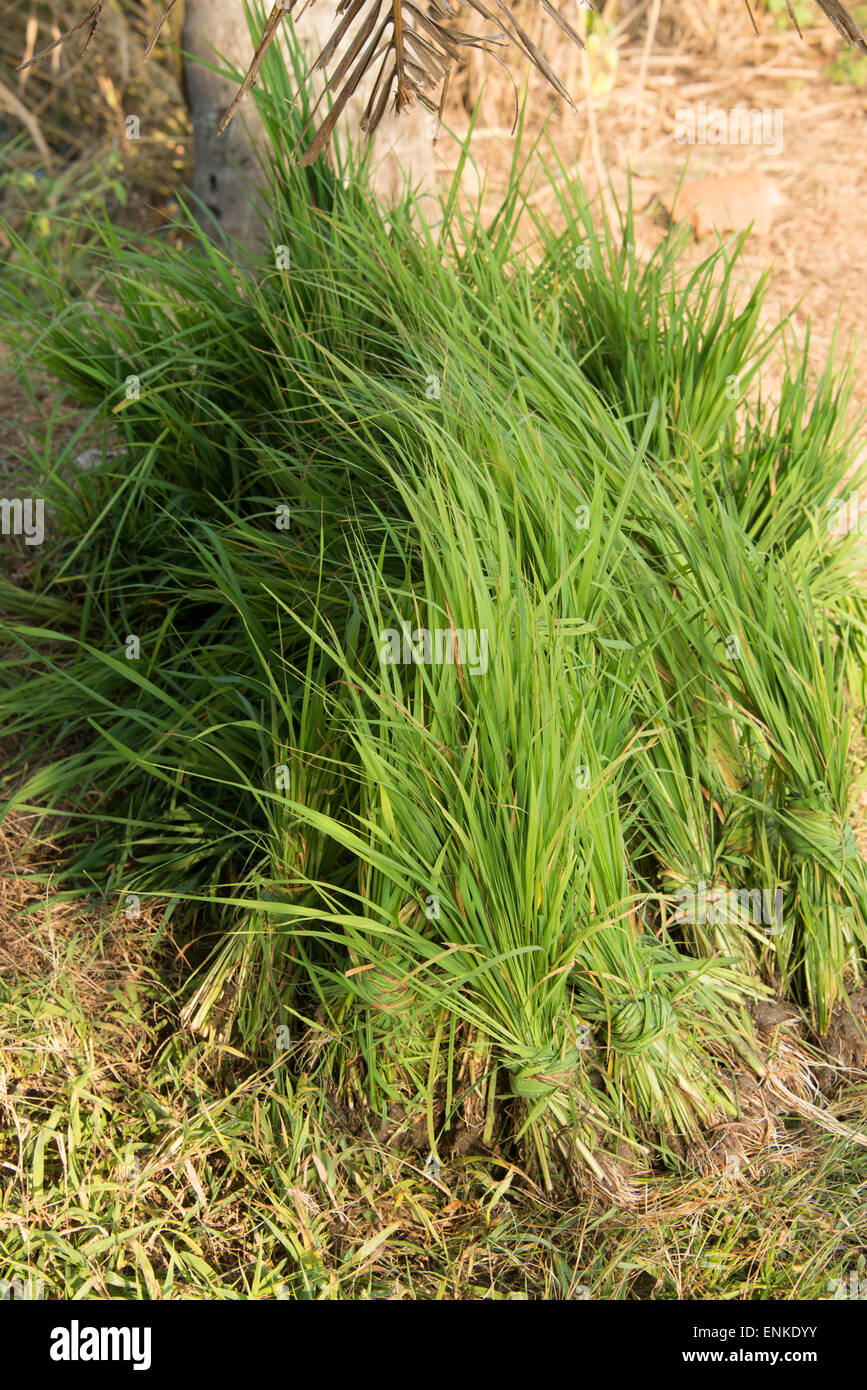 A bundle of harvested brown rice in the paddy fields in the backwaters ...