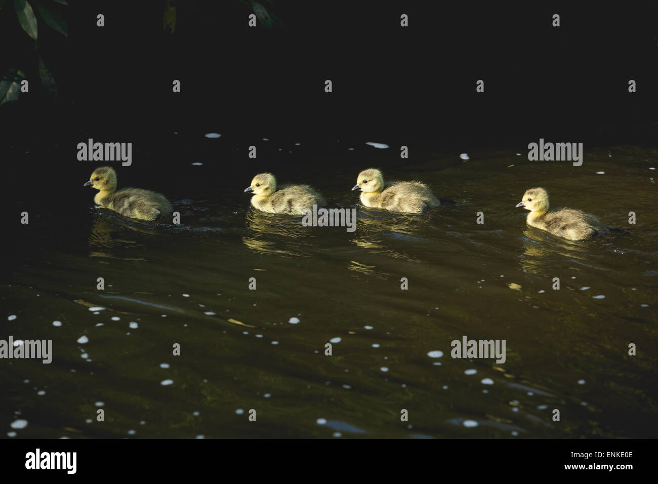 Ducklings following hi-res stock photography and images - Alamy