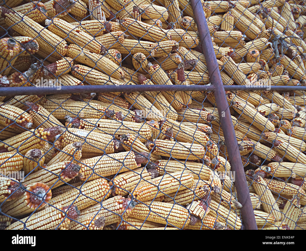 Best Food Storage For Corn at Cameron Kopsen blog