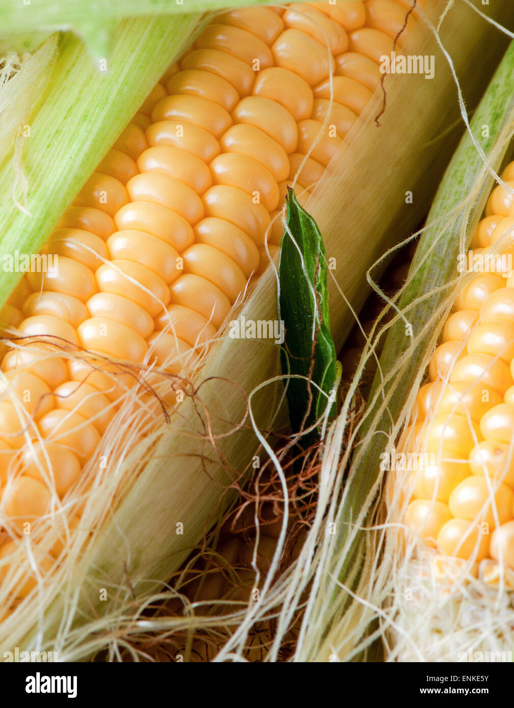 Grains of ripe corn Stock Photo - Alamy