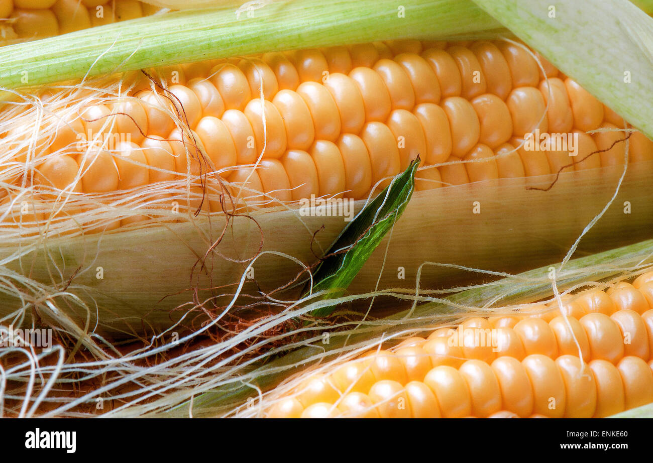 Grains of ripe corn Stock Photo - Alamy