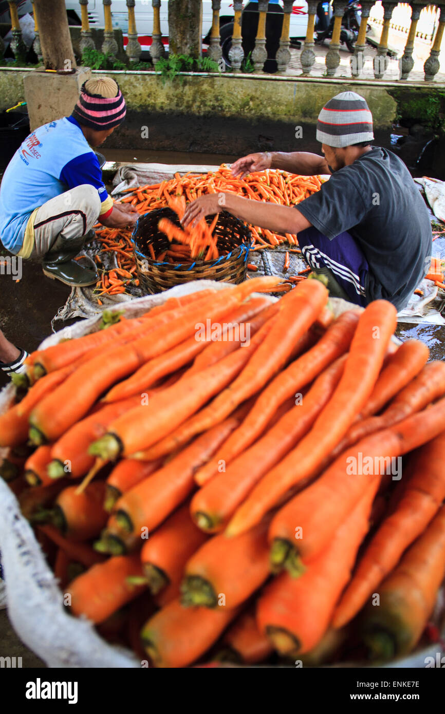Farmer sorting freshly harvested carrots in Sukahurip, Garut ...