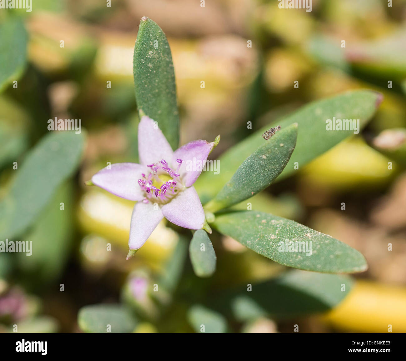 Pink creeper plant hi-res stock photography and images - Alamy