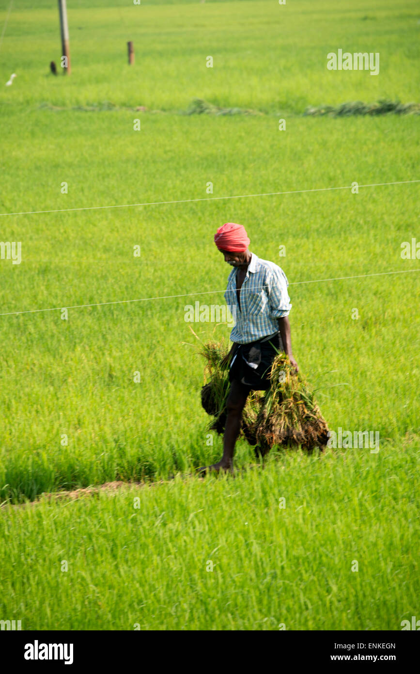 A rice worker carrying bundles of harvested brown rice n the paddy ...