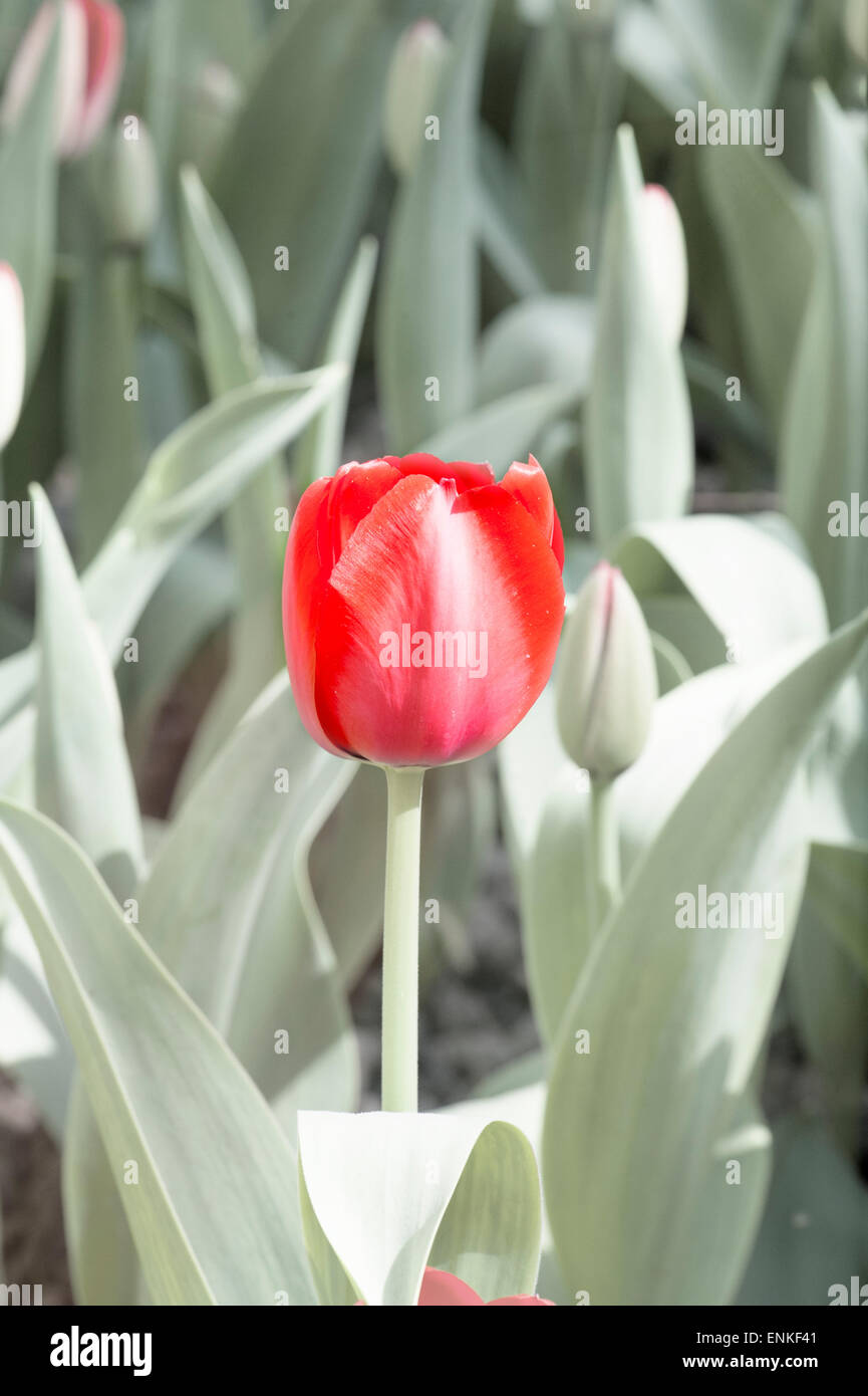 Blooming red tulip Stock Photo - Alamy