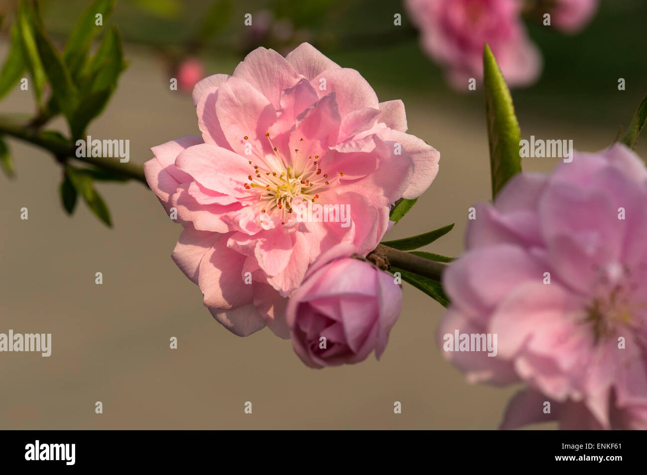 Peach Color Flower High Resolution Stock Photography and Images - Alamy