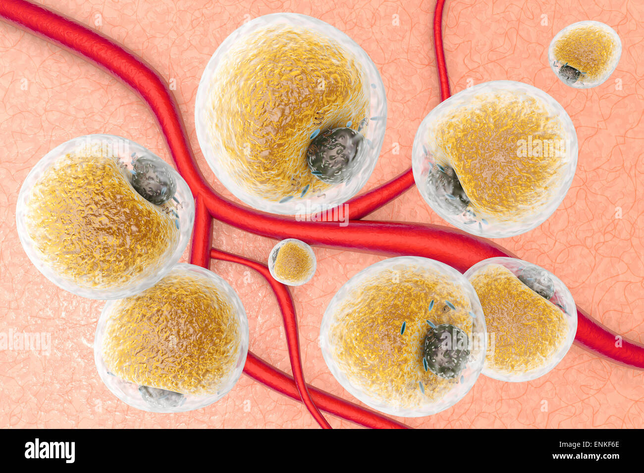 Fat cells in human tissue and between blood vessels and capillars ...