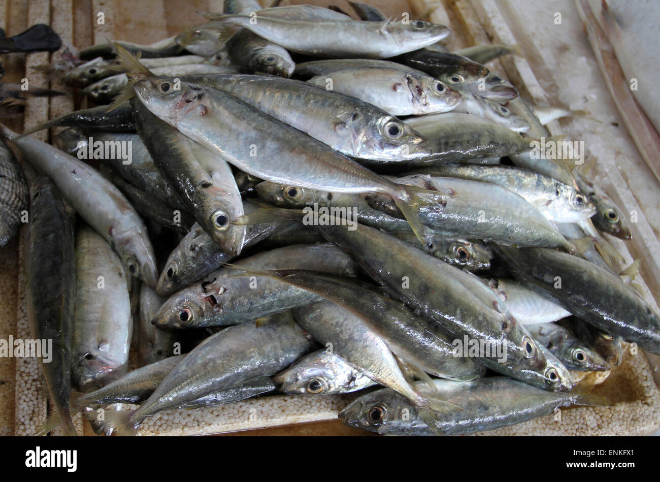 Palestinian fishing boats hi-res stock photography and images - Alamy