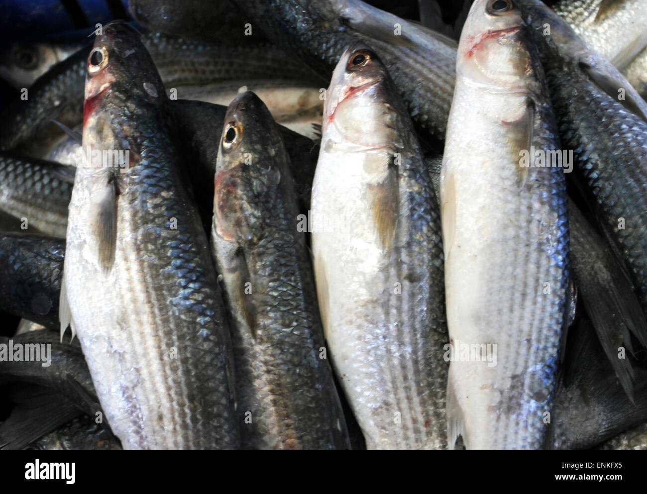 Palestinian fishing boats hi-res stock photography and images - Alamy
