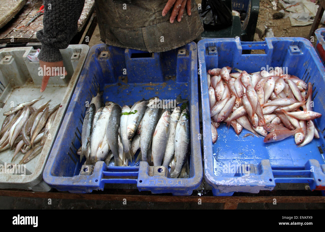 Rafah, Gaza Strip, Palestinian Territory. 7th May, 2015. A Palestinian ...