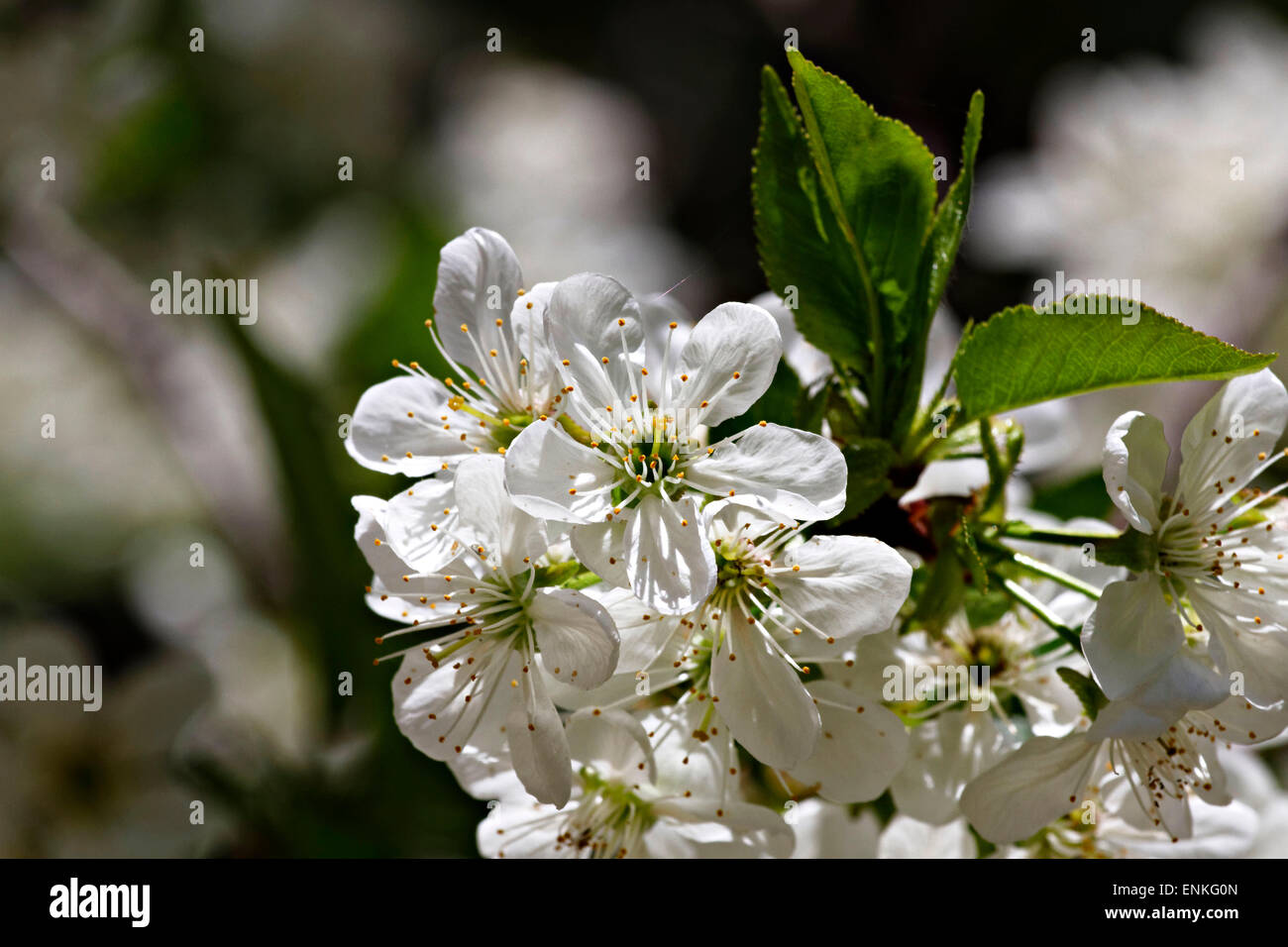 White cherry flower blossoms on a cherry tree (Prunus sp Stock Photo ...
