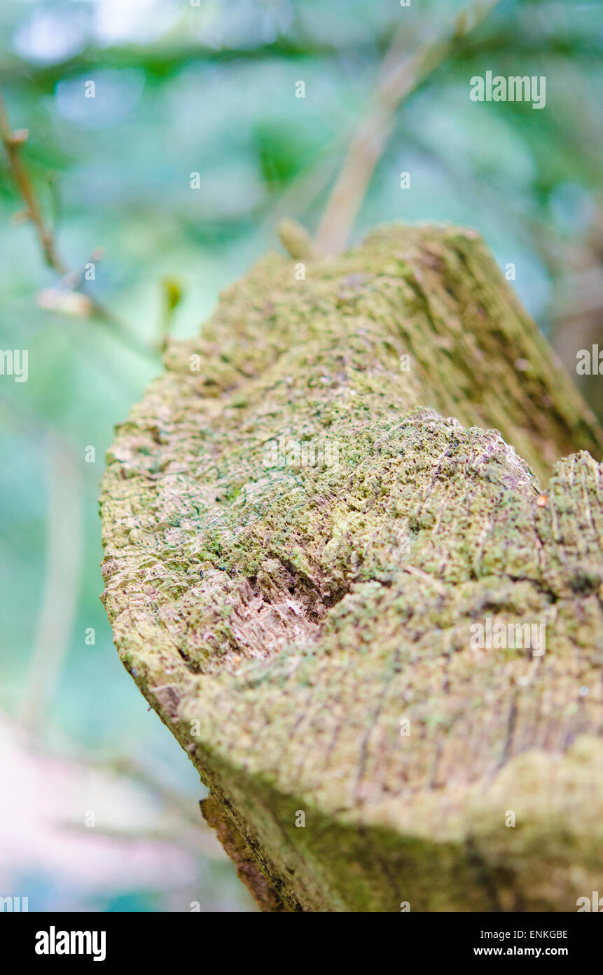 Forest floor spring Stock Photo - Alamy