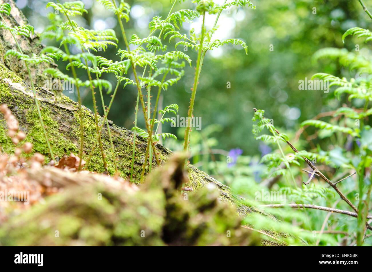 Forest floor spring Stock Photo - Alamy