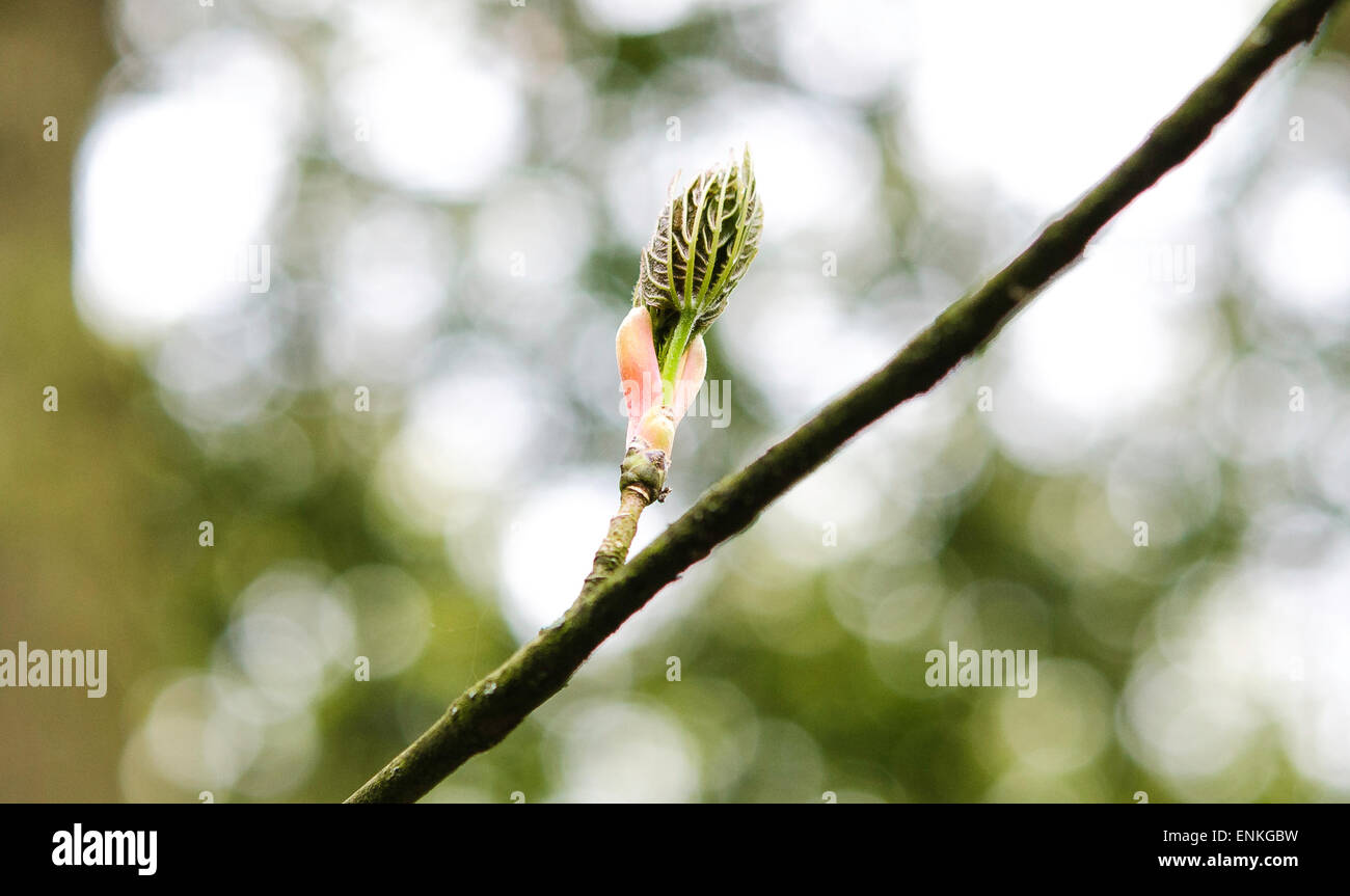 Bud in spring Stock Photo - Alamy