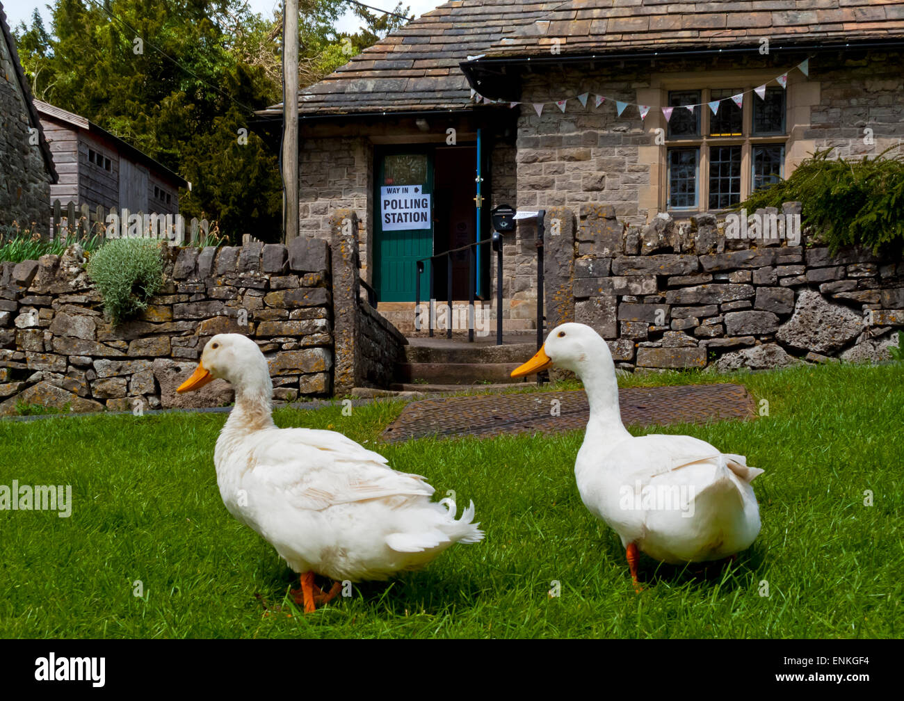 English white duck hi-res stock photography and images - Alamy