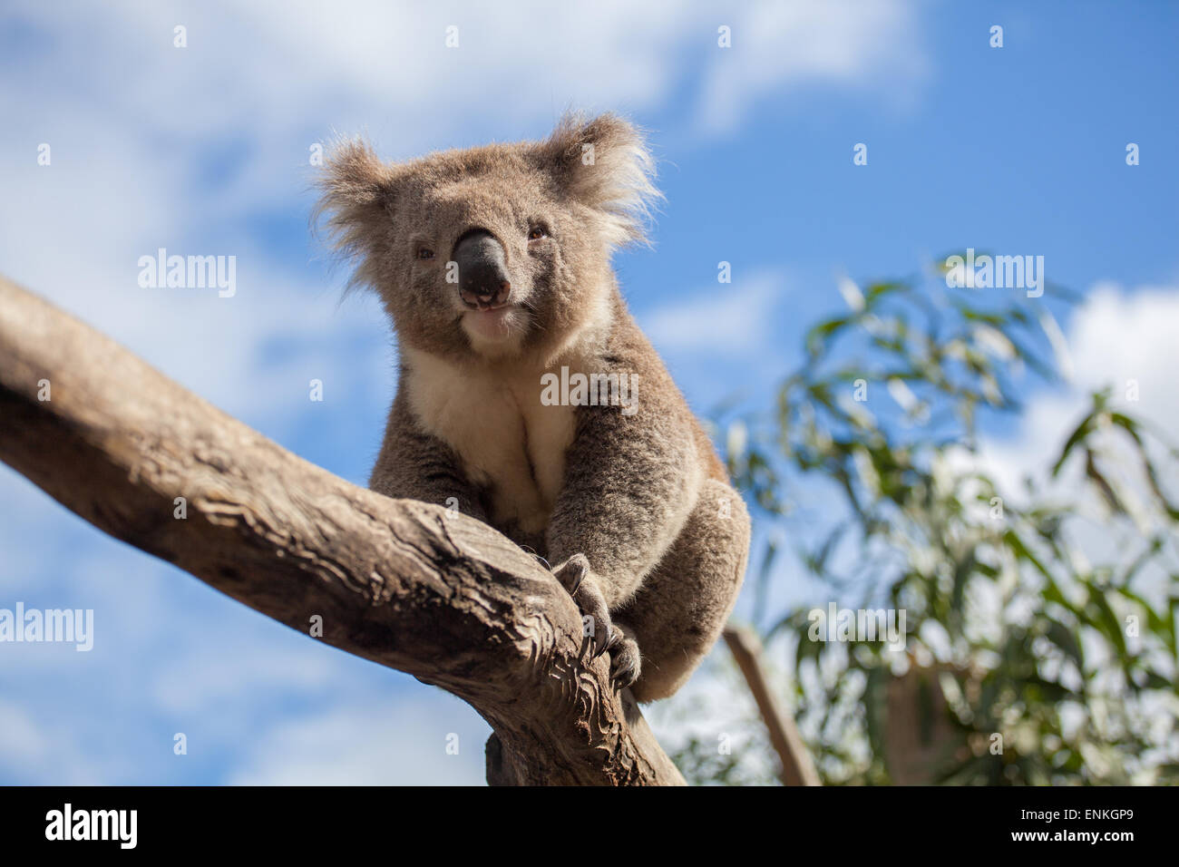 Koala sitting hi-res stock photography and images - Alamy