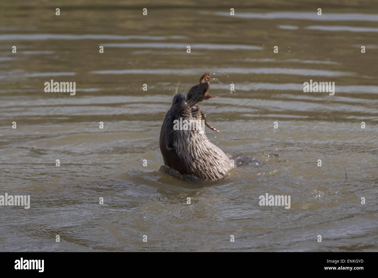 Otter playing in water hi-res stock photography and images - Alamy