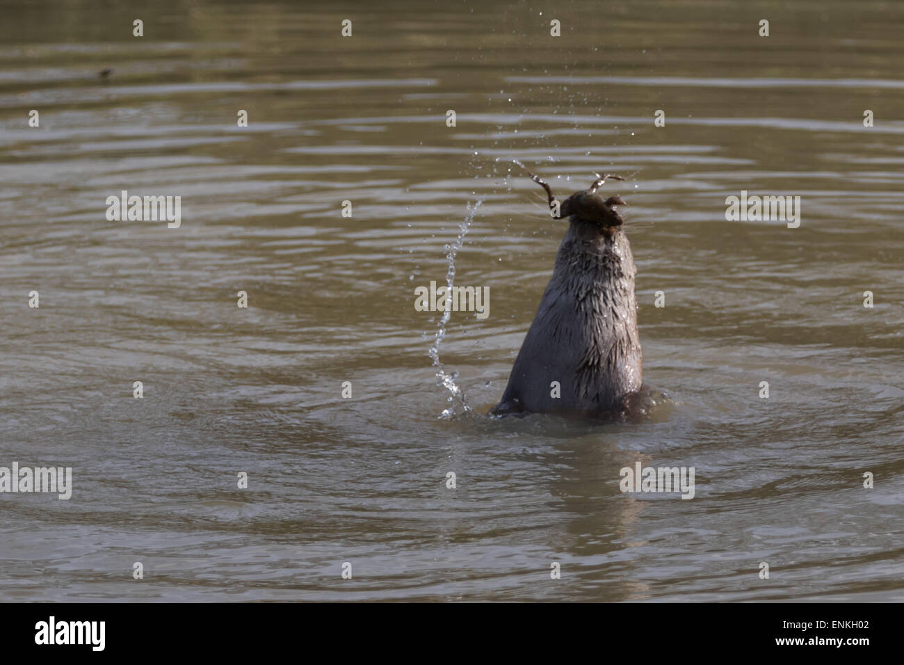 Otter playing in water hi-res stock photography and images - Alamy