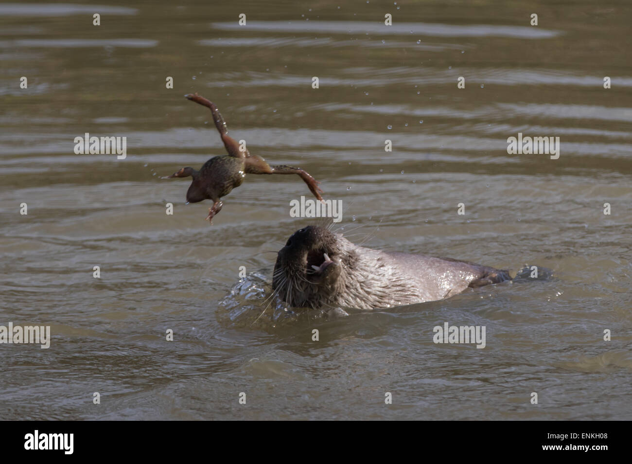 Otter Playing with a Frog in Water Stock Photo - Alamy
