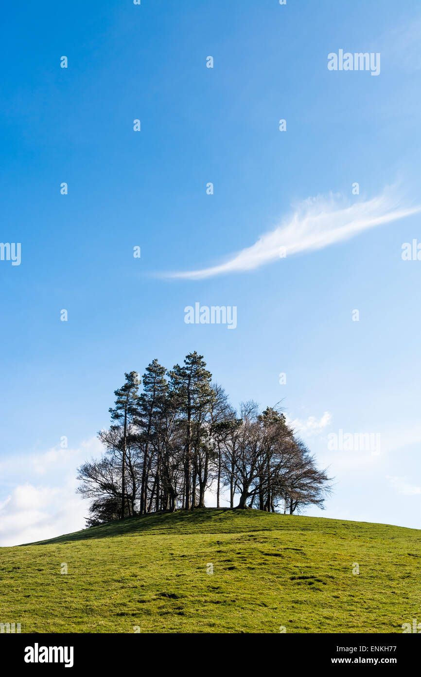 Copse trees woods hi-res stock photography and images - Alamy