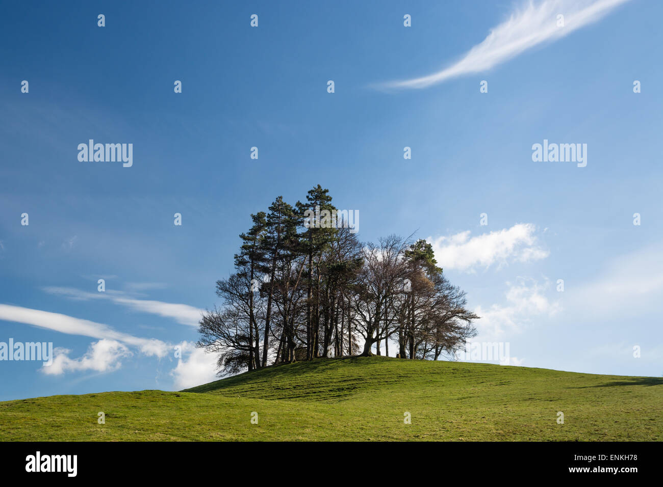 Copse trees woods hi-res stock photography and images - Alamy