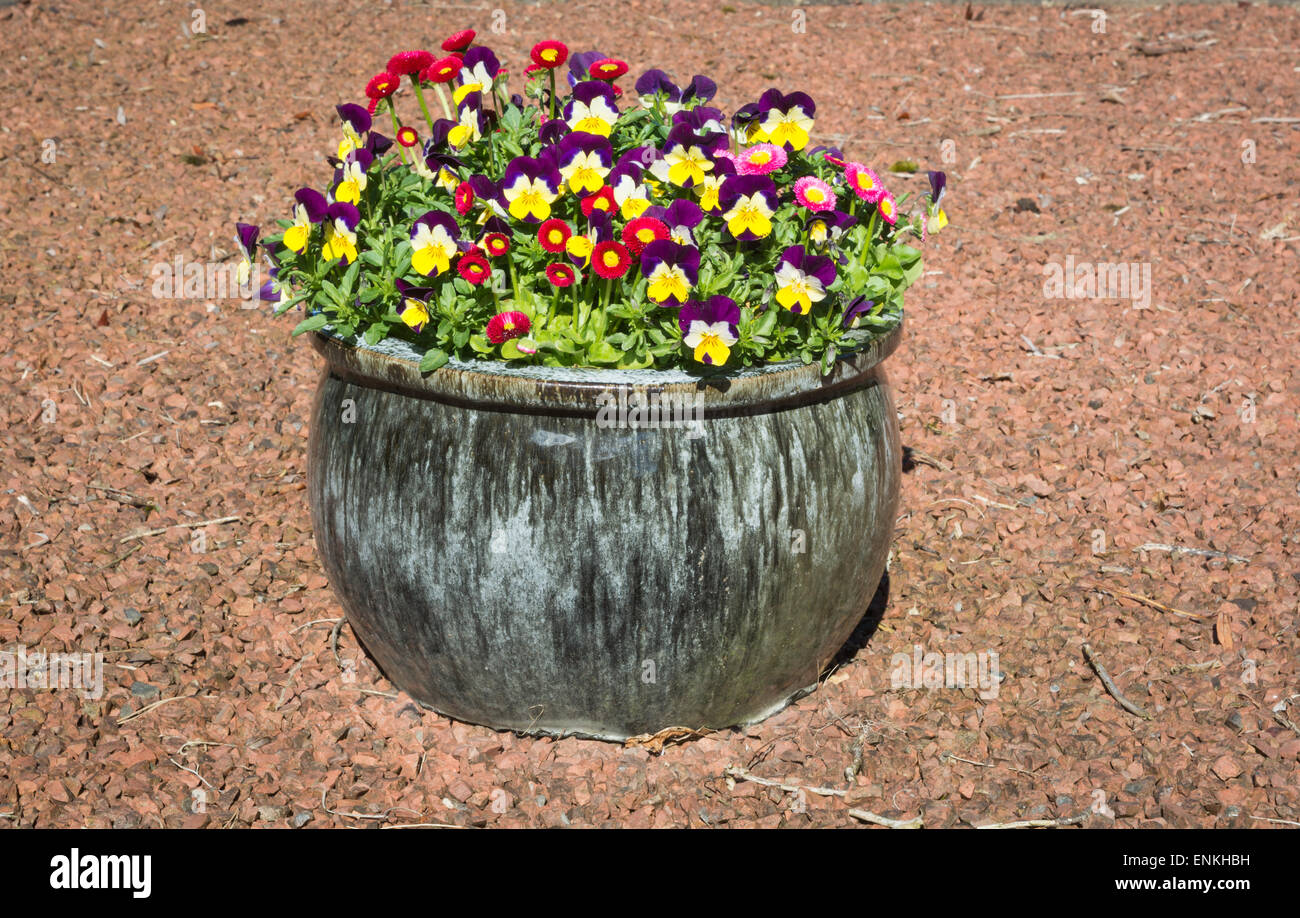 Viola Pot Garden High Resolution Stock Photography and Images - Alamy