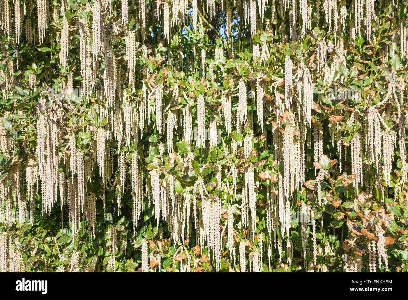 Garrya elliptica hi-res stock photography and images - Alamy