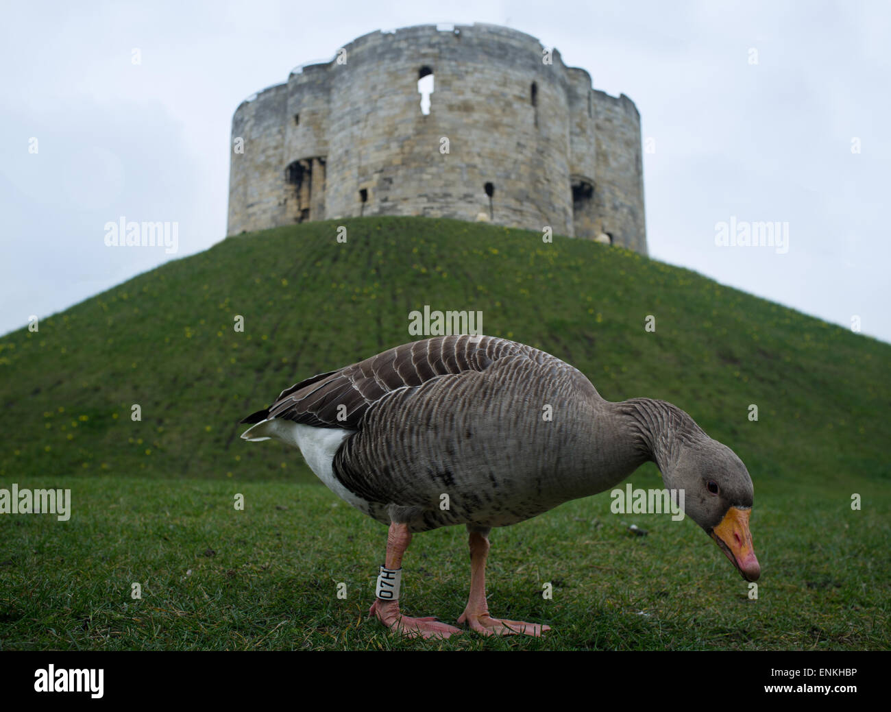 Goose tower hi-res stock photography and images - Alamy