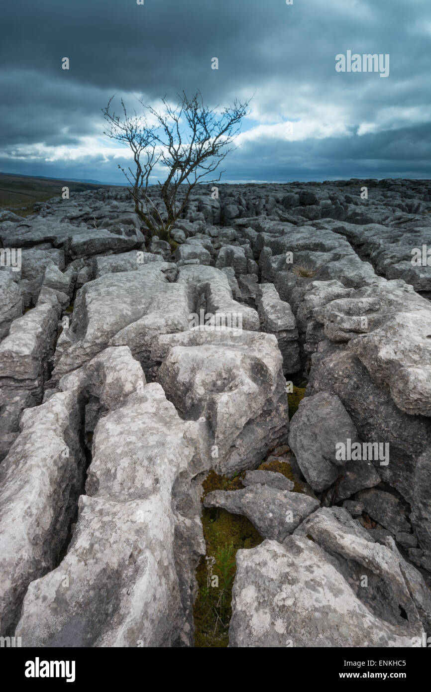 Limestone pavements above Malham in the Yorkshire Dales Stock Photo - Alamy