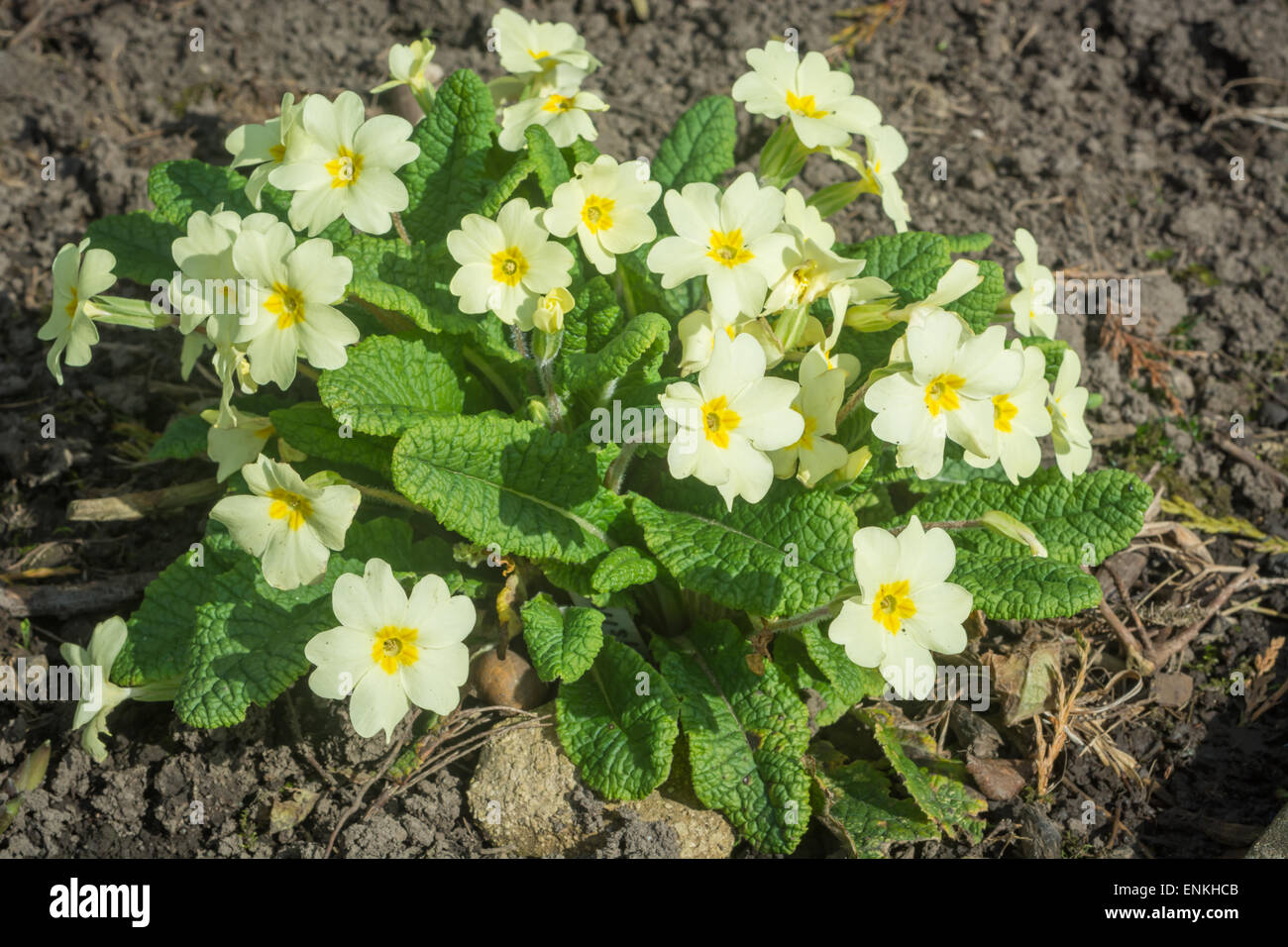 Primula vulgaris (wild primrose) hi-res stock photography and images ...