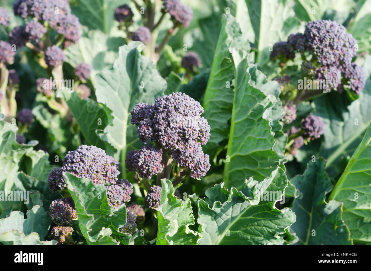 Red arrow broccoli hi-res stock photography and images - Alamy