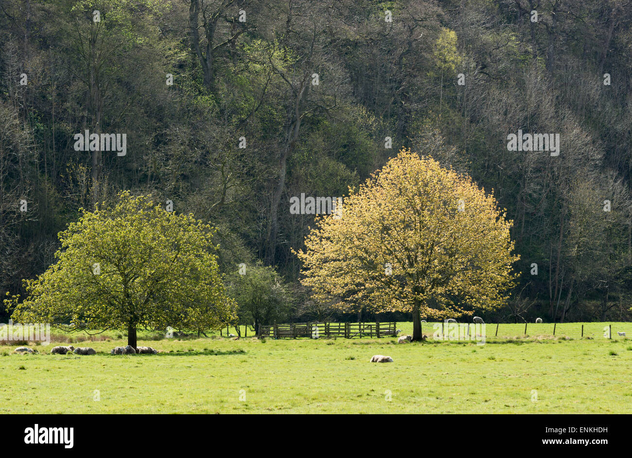 Two trees in spring sunlight Stock Photo - Alamy