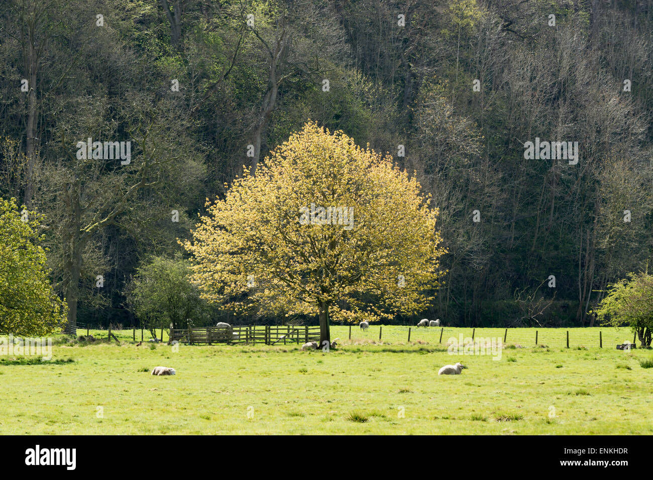 English elm trees hi-res stock photography and images - Alamy