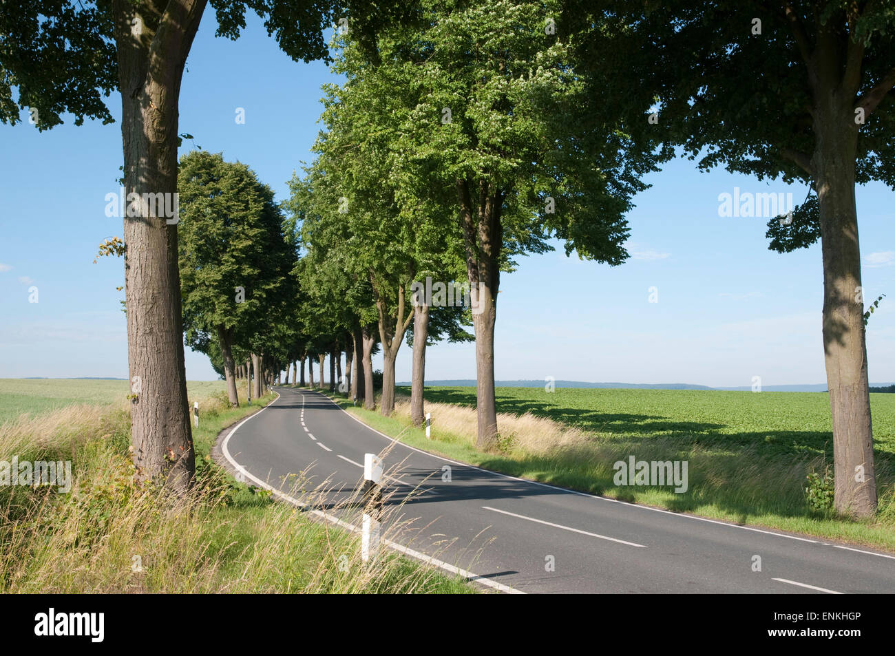 country road, alley, landscape Weserbergland, Lower Saxony, Germany ...