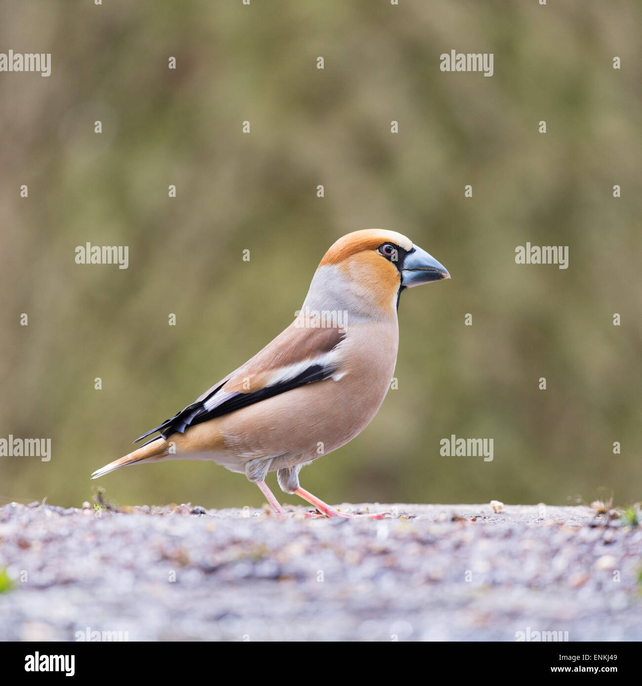 Male Hawfinch at the ground in forest Stock Photo - Alamy