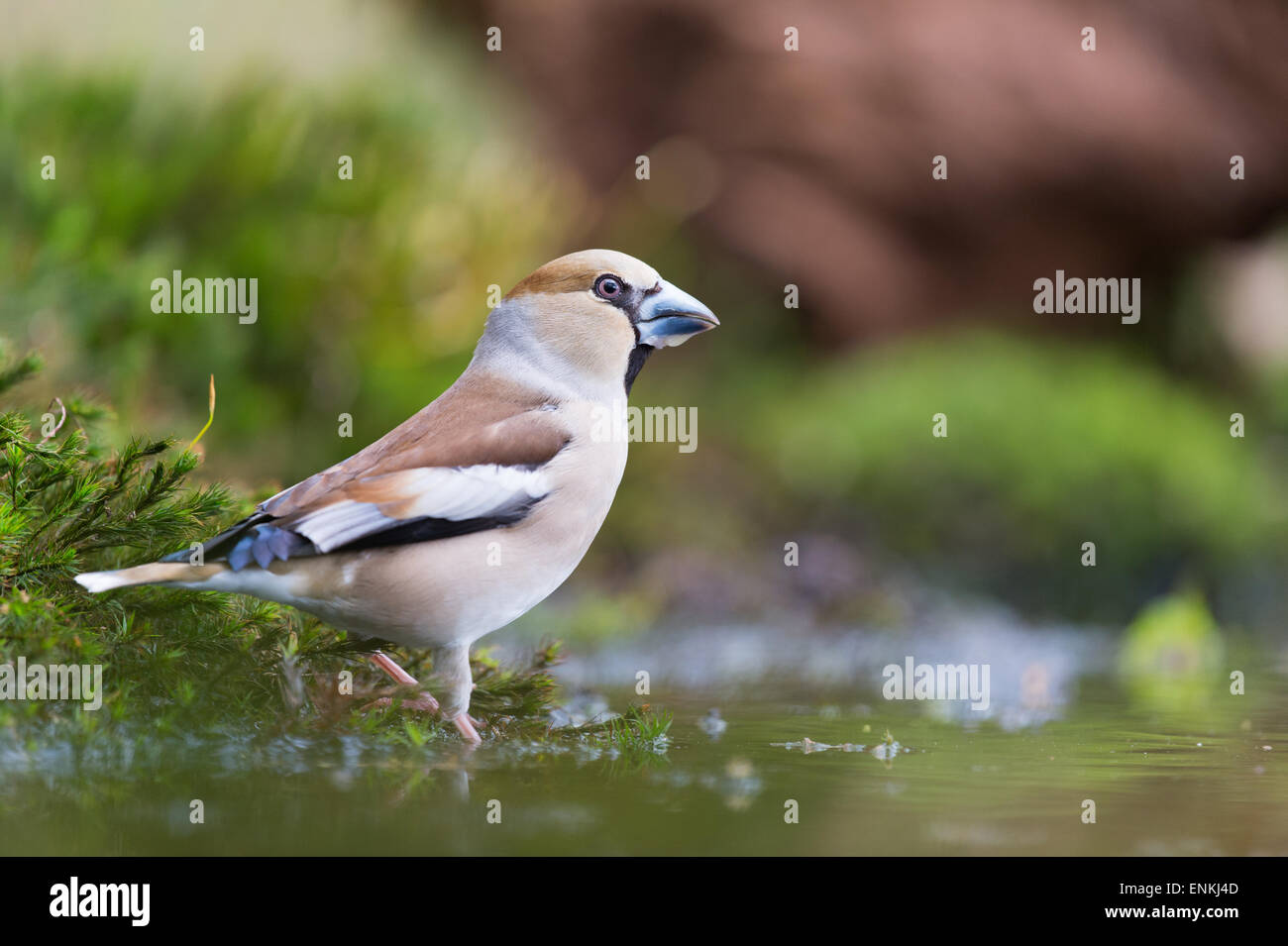 Male and female hawfinch hi-res stock photography and images - Alamy