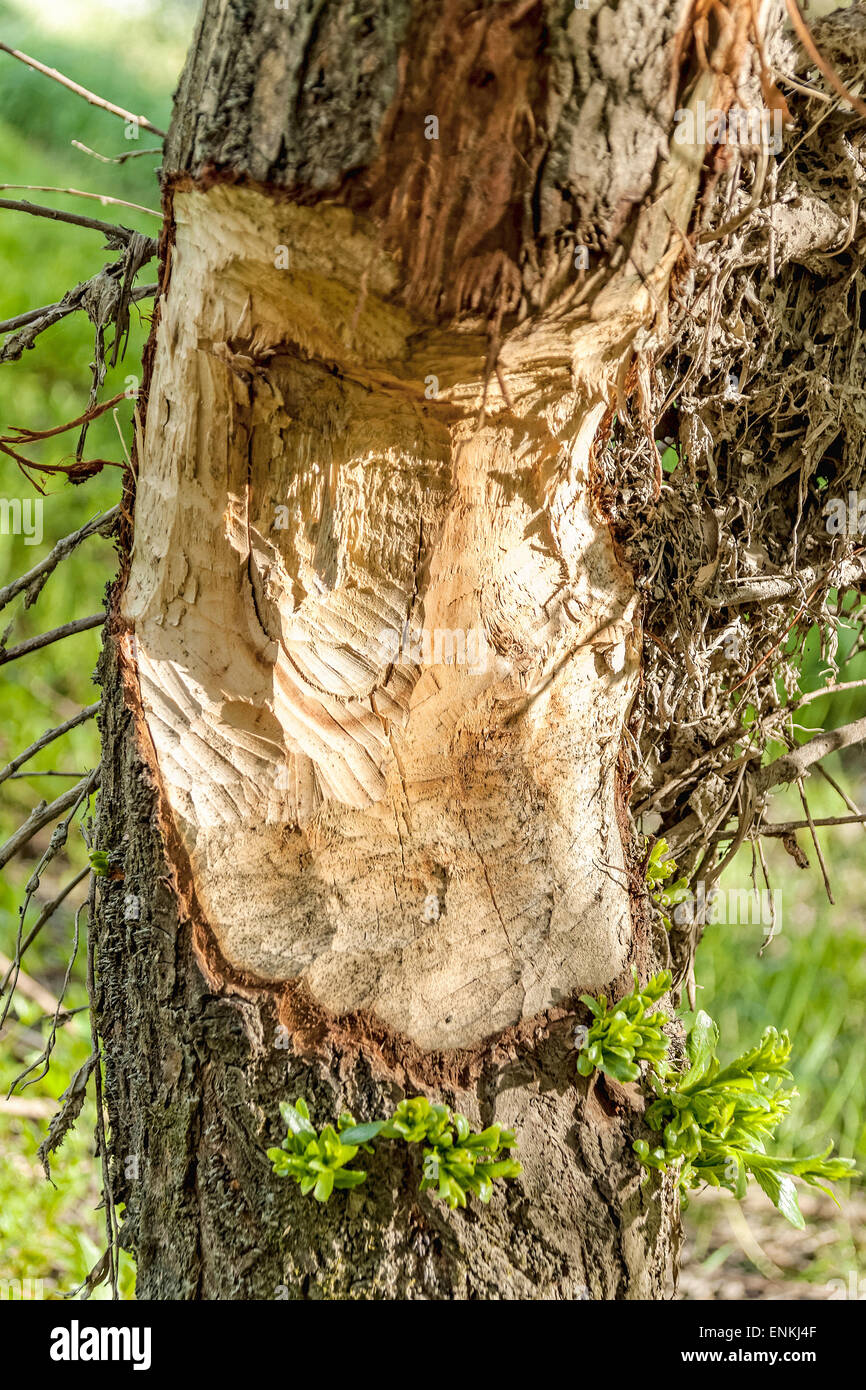 Tree bitten by beaver in Lawice Kielpinskie nature reserve near Kepa ...
