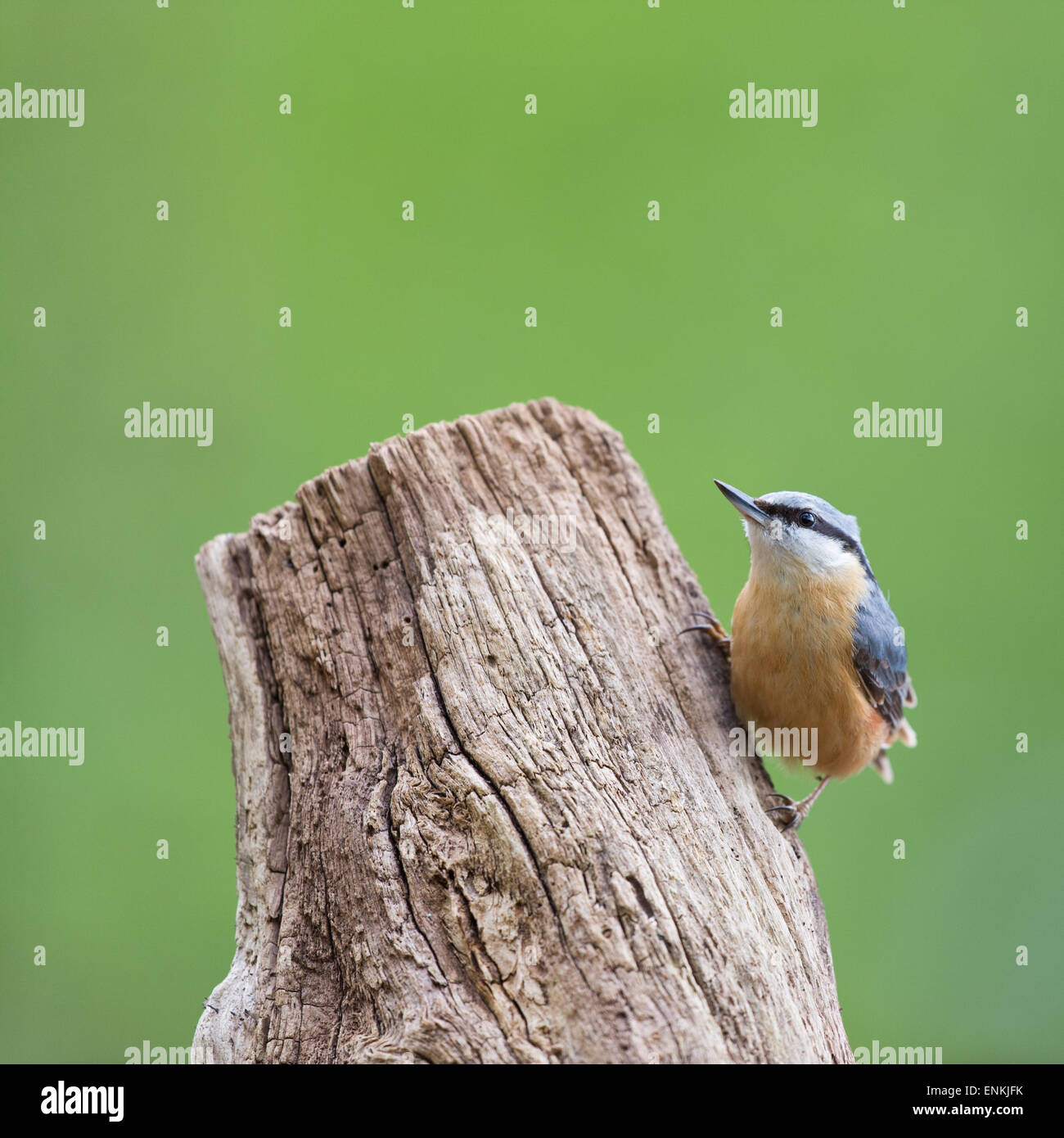 Eurasian nuthatch in tree trunk Stock Photo - Alamy