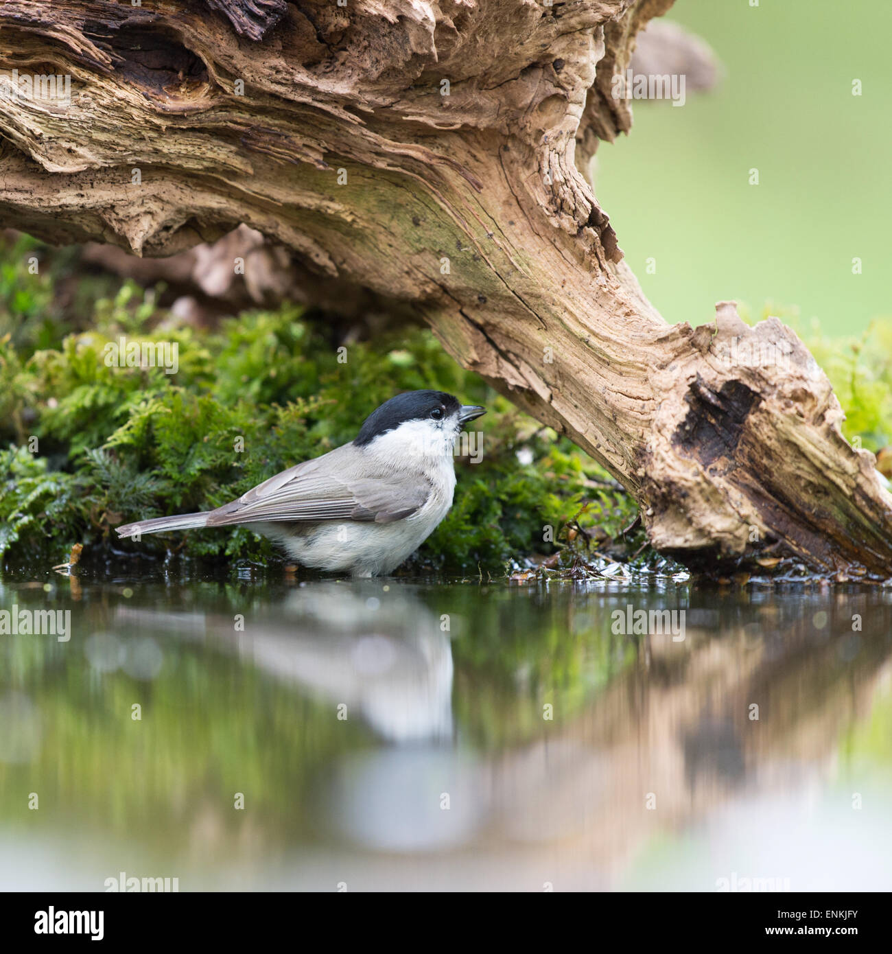 Marsh tit passerine bird in tree Stock Photo - Alamy