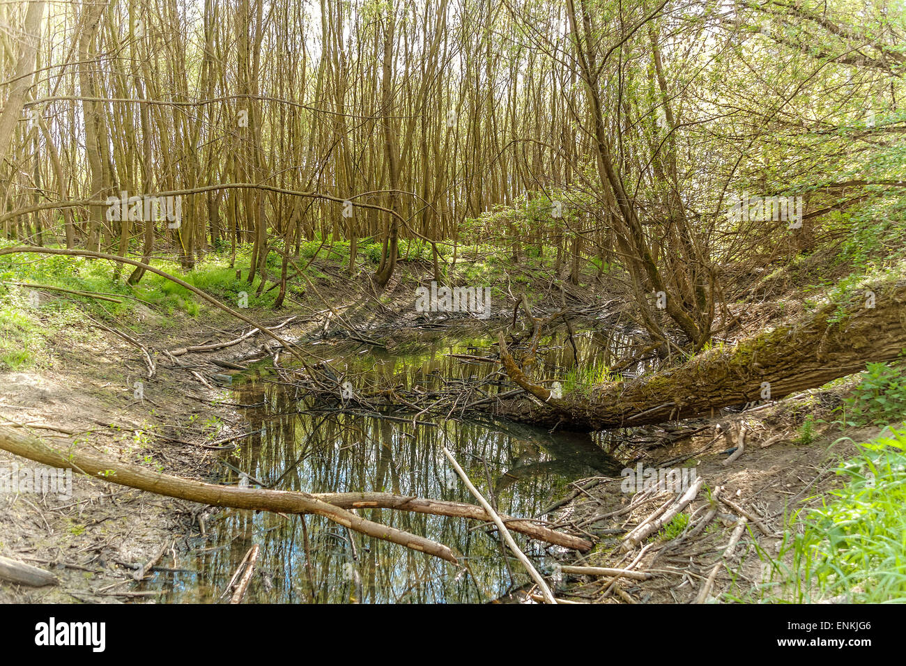 Tree fallen into small pond in Lawice Kielpinskie nature reserve near ...
