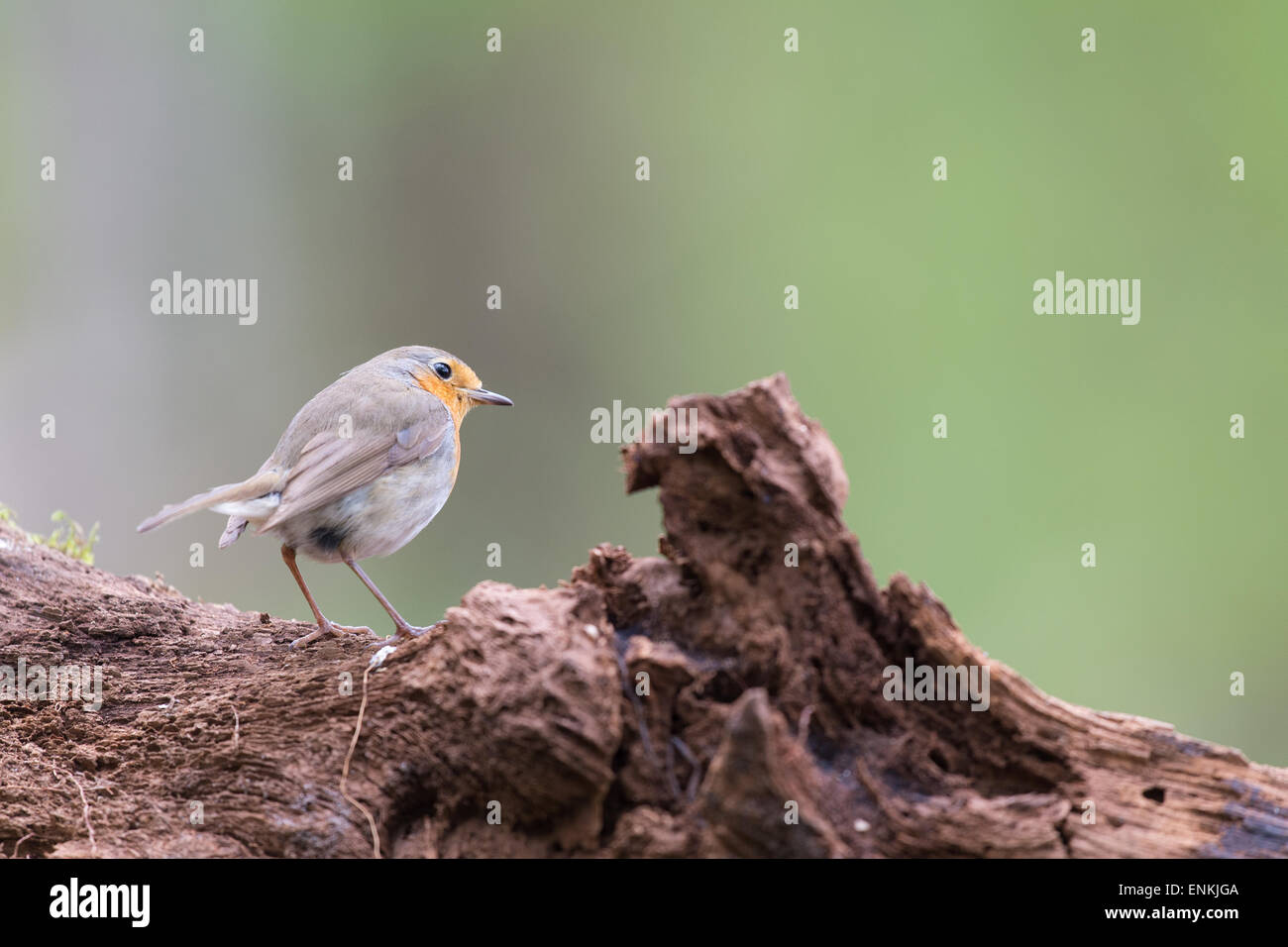 European Robin bird in forest Stock Photo - Alamy