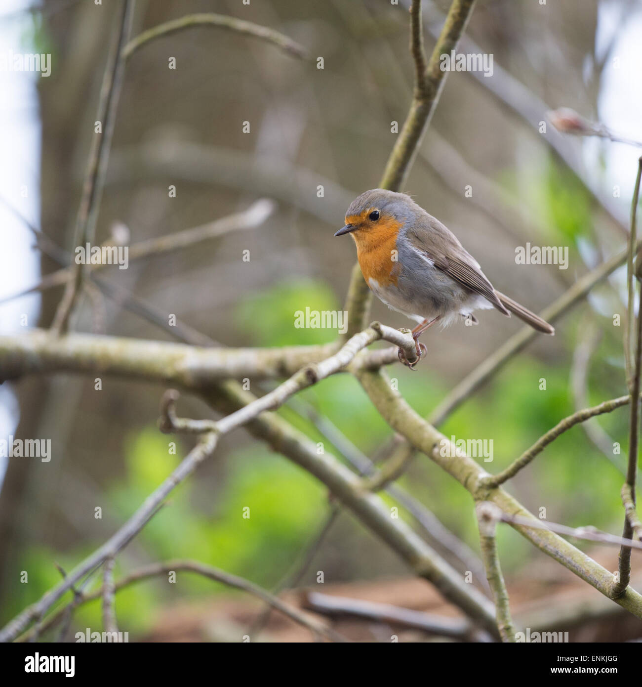 European Robin bird in forest Stock Photo - Alamy