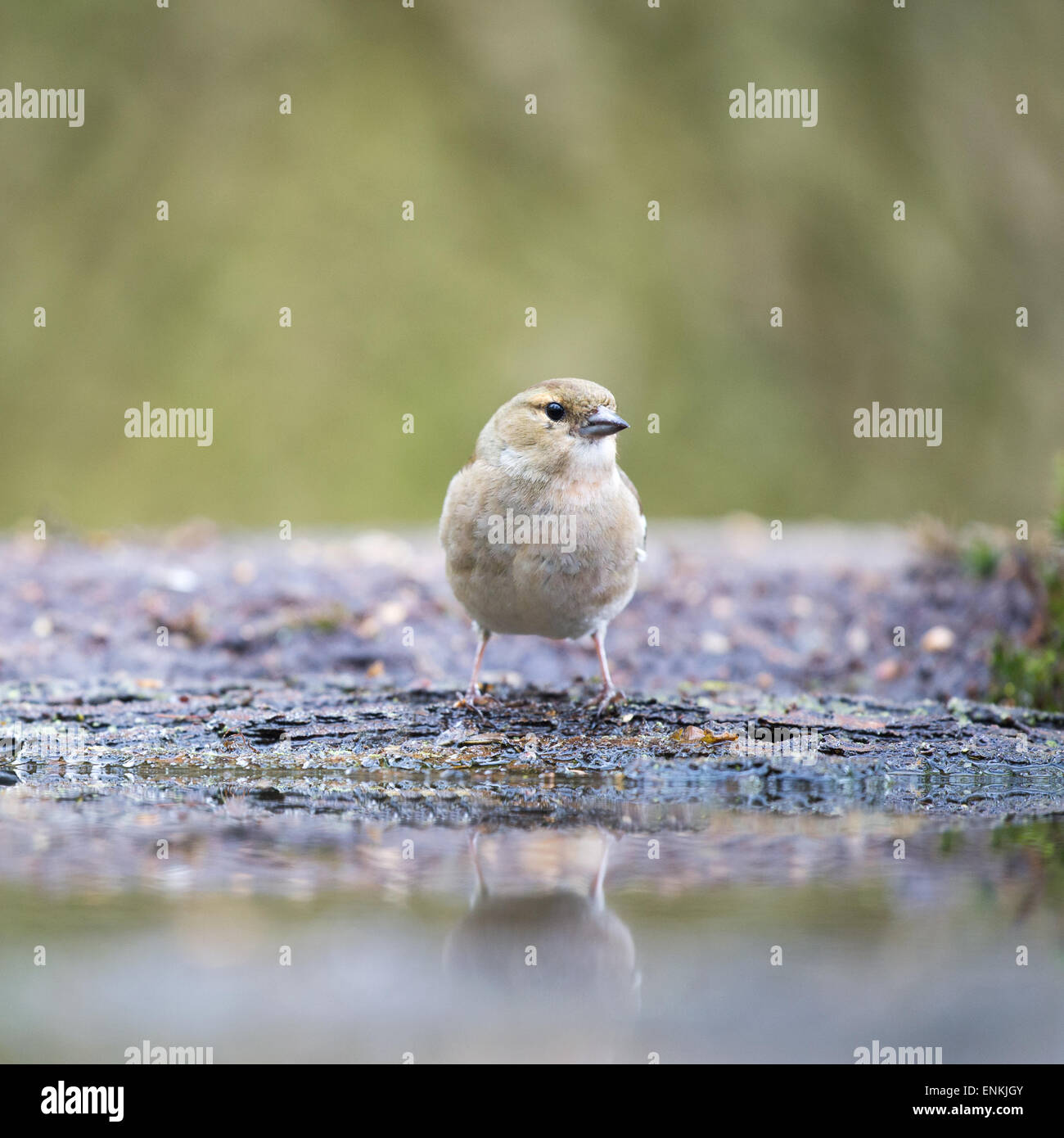 Female common chaffinch hi-res stock photography and images - Alamy
