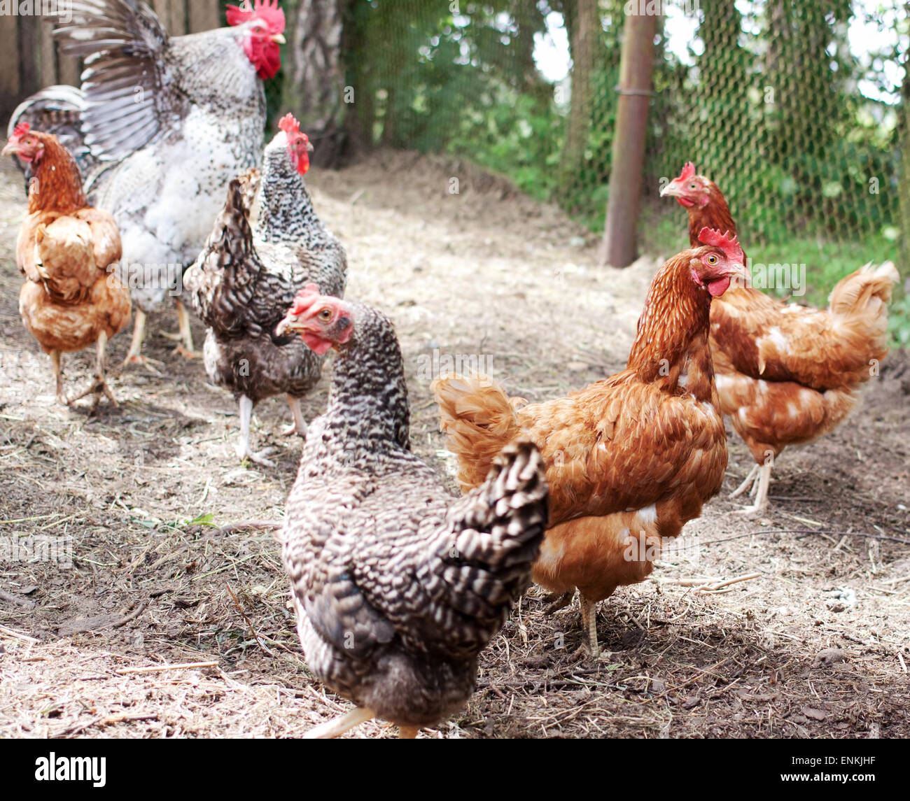 Flock of chickens walking to poultry farm Stock Photo - Alamy