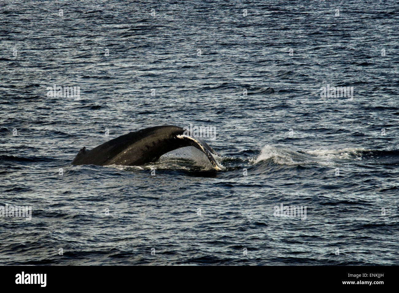 Where evergreen forests crowd the when humpback whale dives hi-res ...